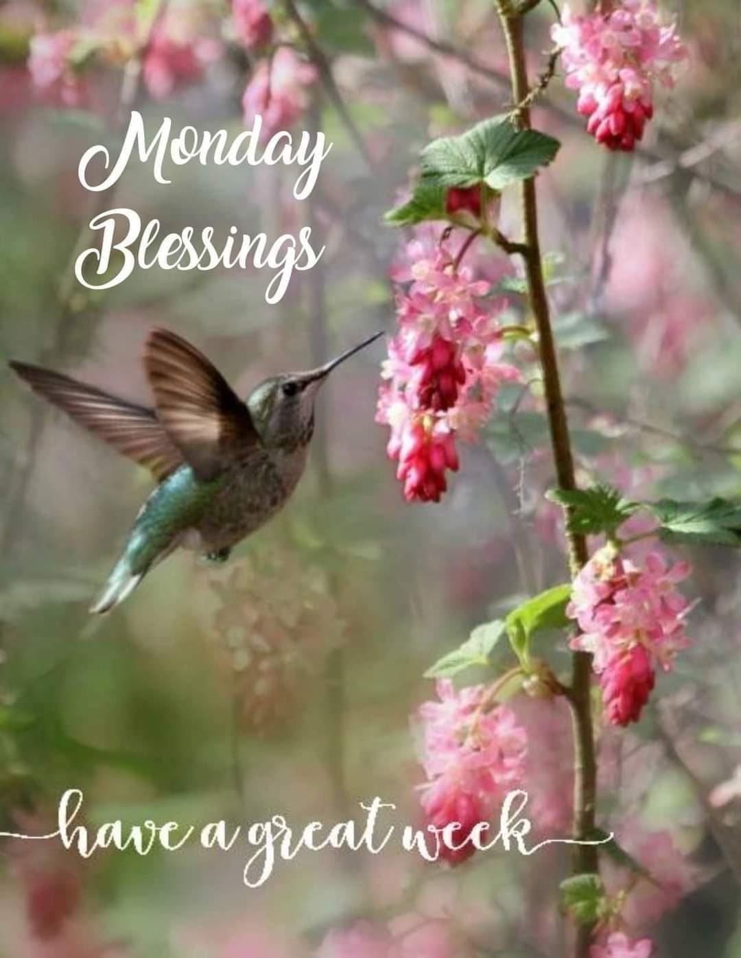 Monday Blessing With Hummingbird. Have A Great Week Pictures, Photos ...