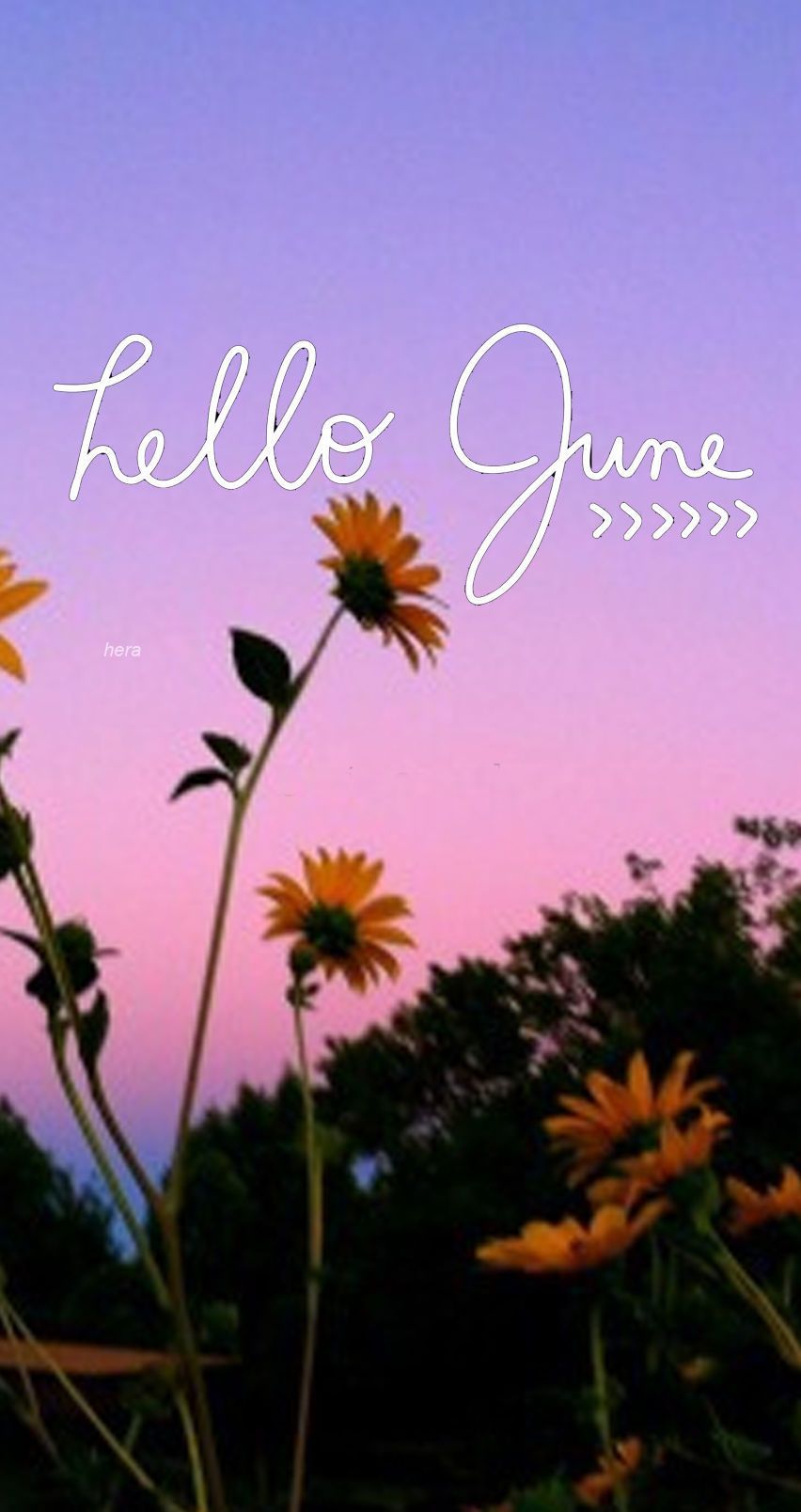 Sunflowers In Sunset - Hello June Pictures, Photos, and Images for ...