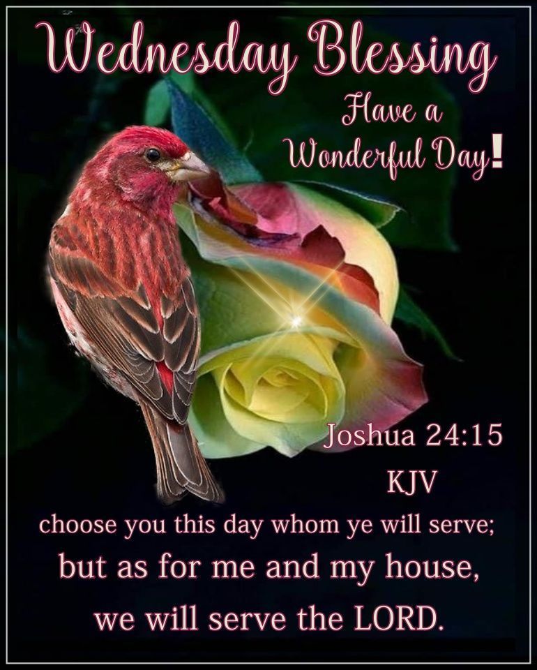 Red Bird & Rose - Wednesday Blessing Pictures, Photos, and Images for ...