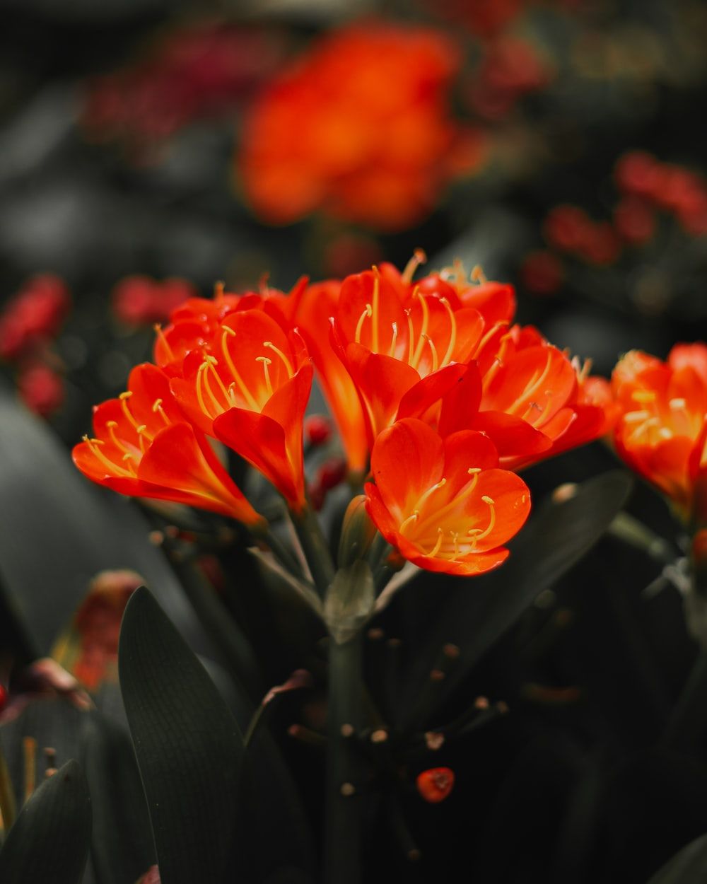 Red Orange Crocus Pictures, Photos, and Images for Facebook, Tumblr ...