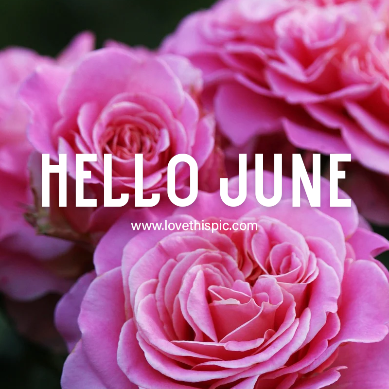 Hello June 2023 Quote With Pink Roses Pictures, Photos, and Images for ...