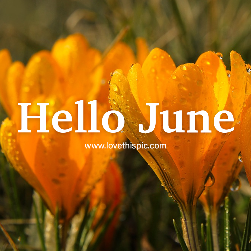 Orange Crocus - Hello June Pictures, Photos, and Images for Facebook ...