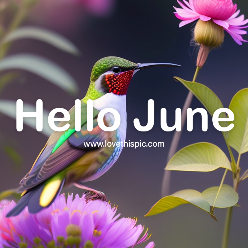 Hello June Hummingbird Image Pictures, Photos, and Images for Facebook ...