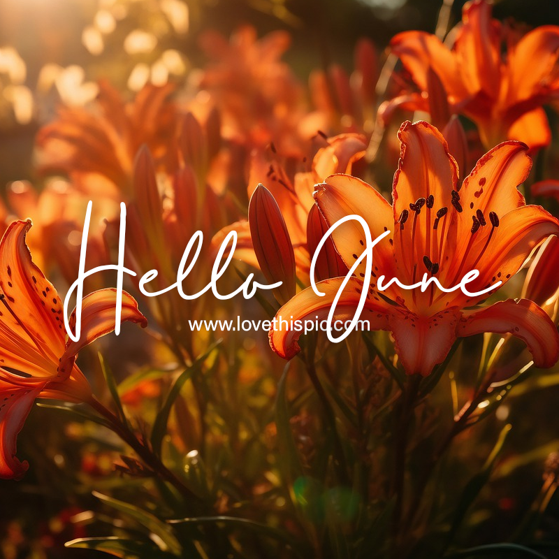 Hello June Greeting With Lillies Pictures, Photos, and Images for ...
