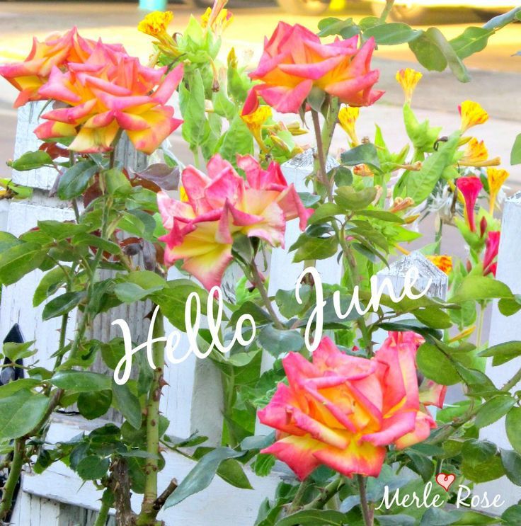 Beautiful Rose Hello June Message Pictures, Photos, and Images for ...