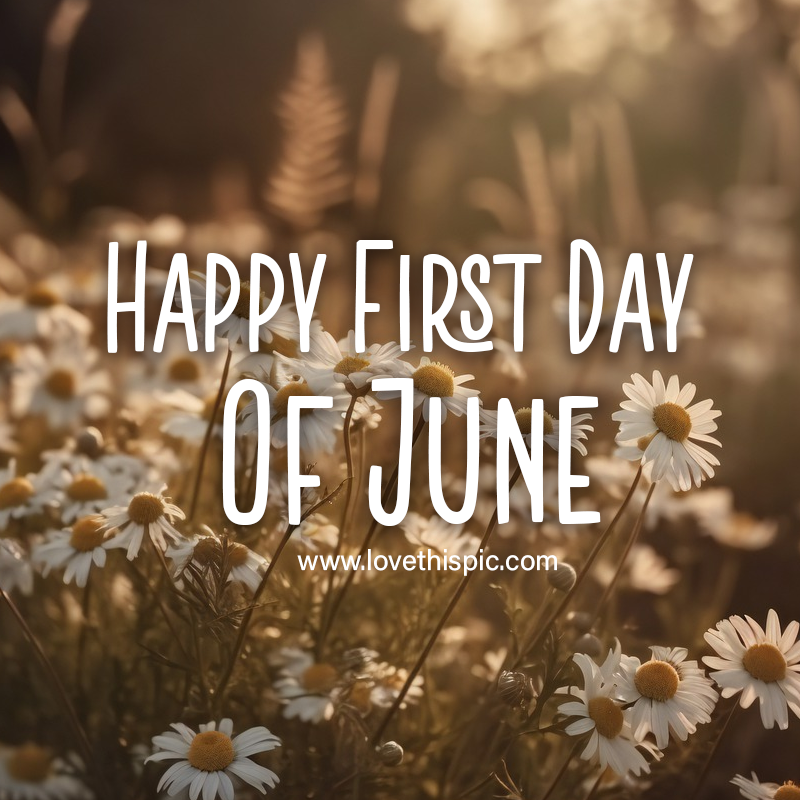 Daisy Field - Happy First Day Of June Pictures, Photos, and Images for ...