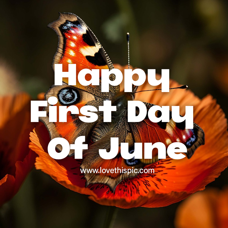 Orange Butterfly - Happy First Day Of June Pictures, Photos, and Images ...