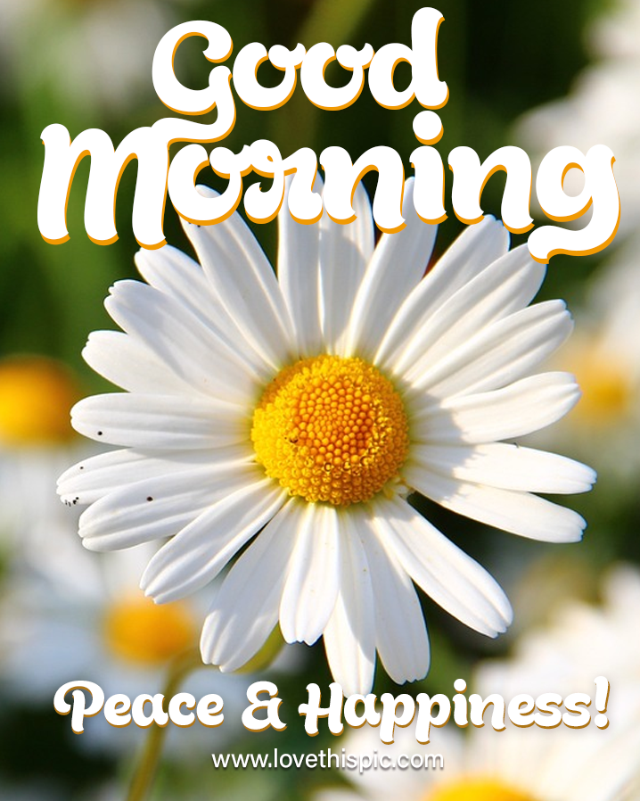 Good Morning Peace & Happiness Pictures, Photos, and Images for ...