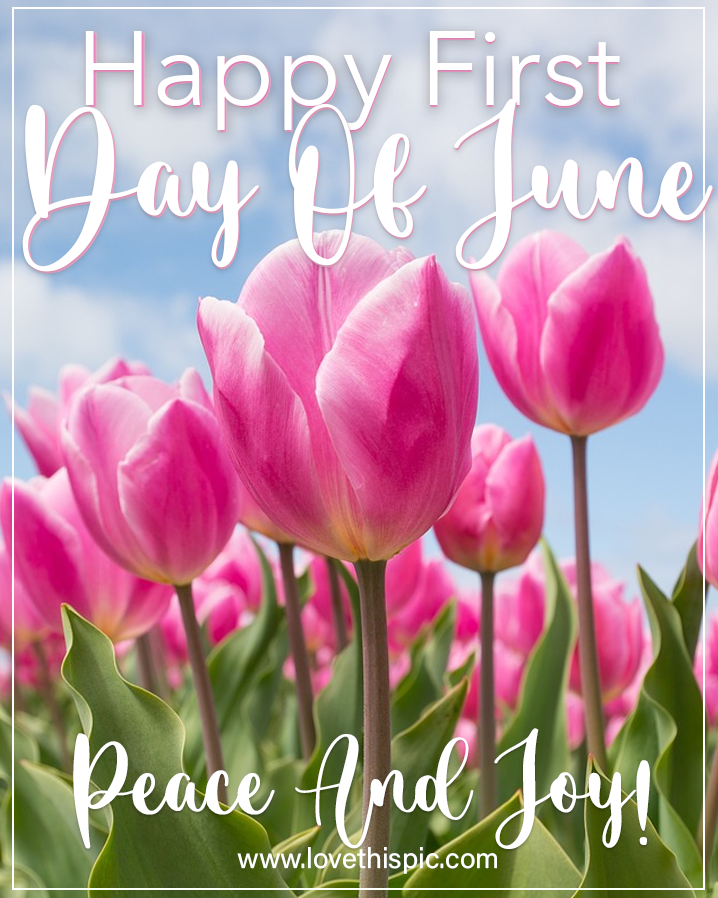 Pink Tulips - Happy First Day Of June. Peace And Joy! Pictures, Photos ...