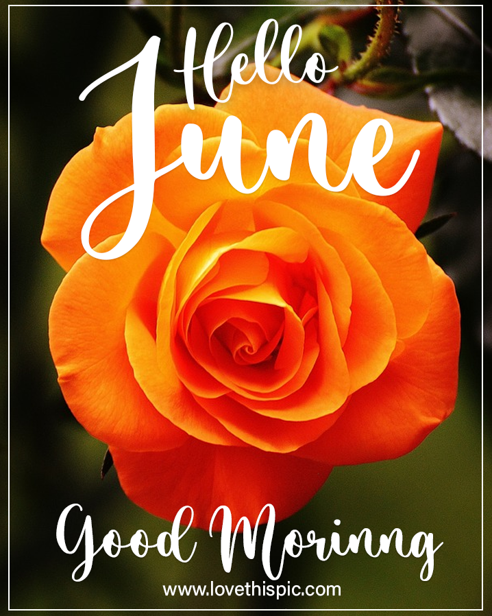 Hello June Good Morning Greeting With Orange Rose Pictures, Photos, and ...