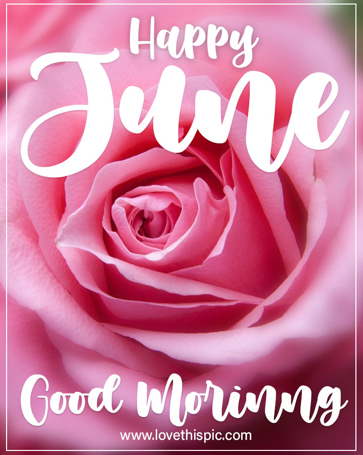 Baby Pink Rose - Happy June, Good Morning Pictures, Photos, and Images ...