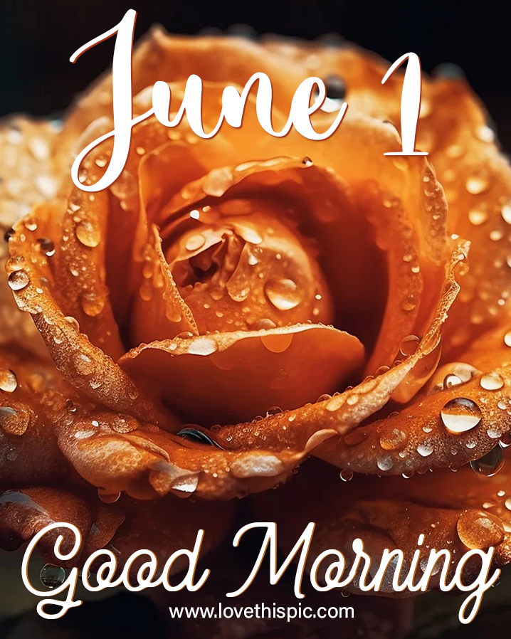 Orange Flower - June 1 Greeting Pictures, Photos, and Images for ...