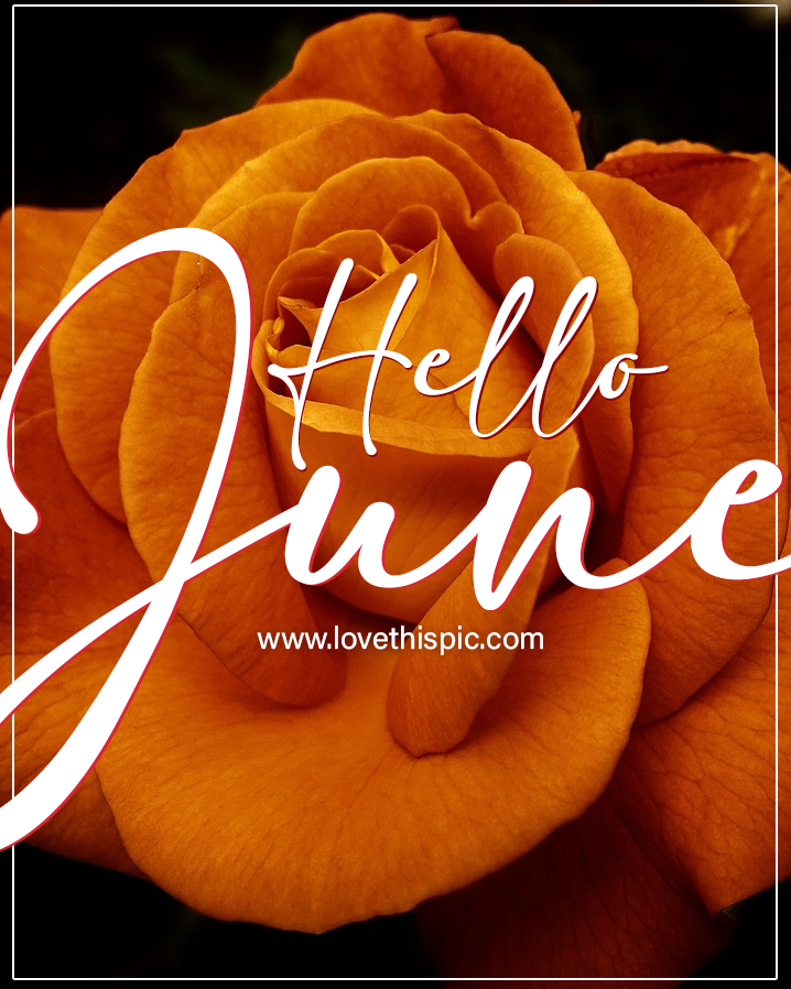 Beautiful Orange Rose - Hello June Pictures, Photos, and Images for ...