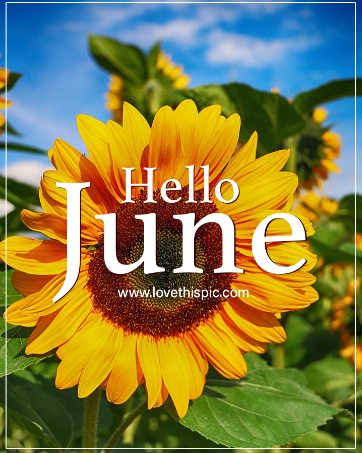 Hello June With Beautiful Sunflower Pictures, Photos, and Images for ...