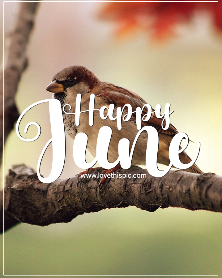 Happy June Sparrow Pictures, Photos, and Images for Facebook, Tumblr ...