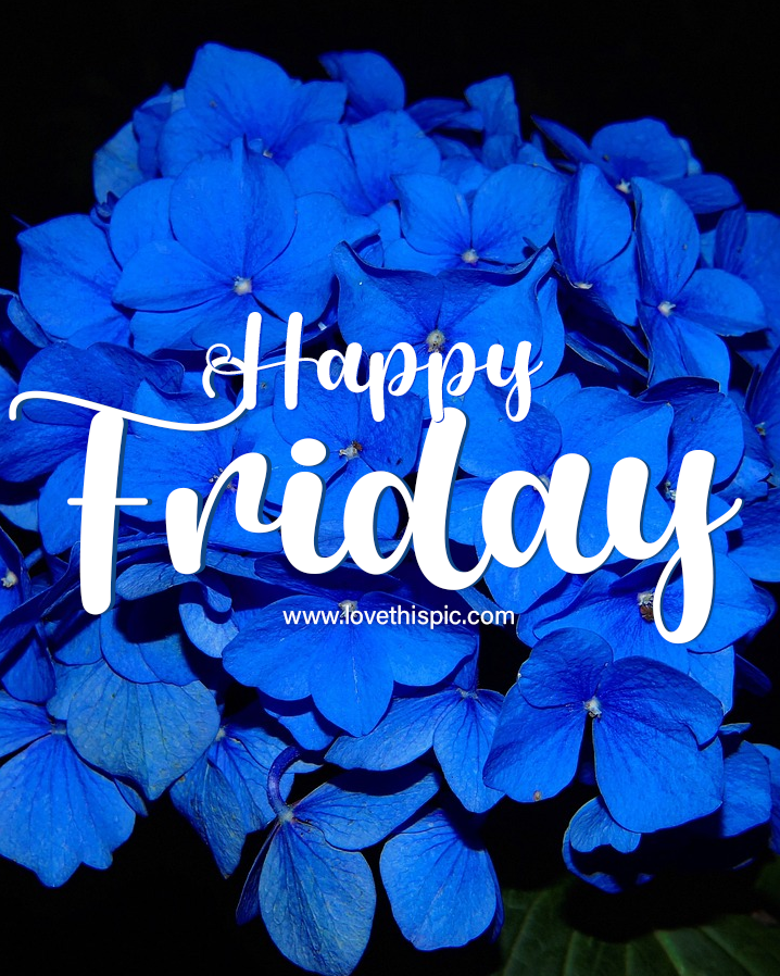 Blue Hydrangea Blossom - Happy Friday Pictures, Photos, and Images for ...