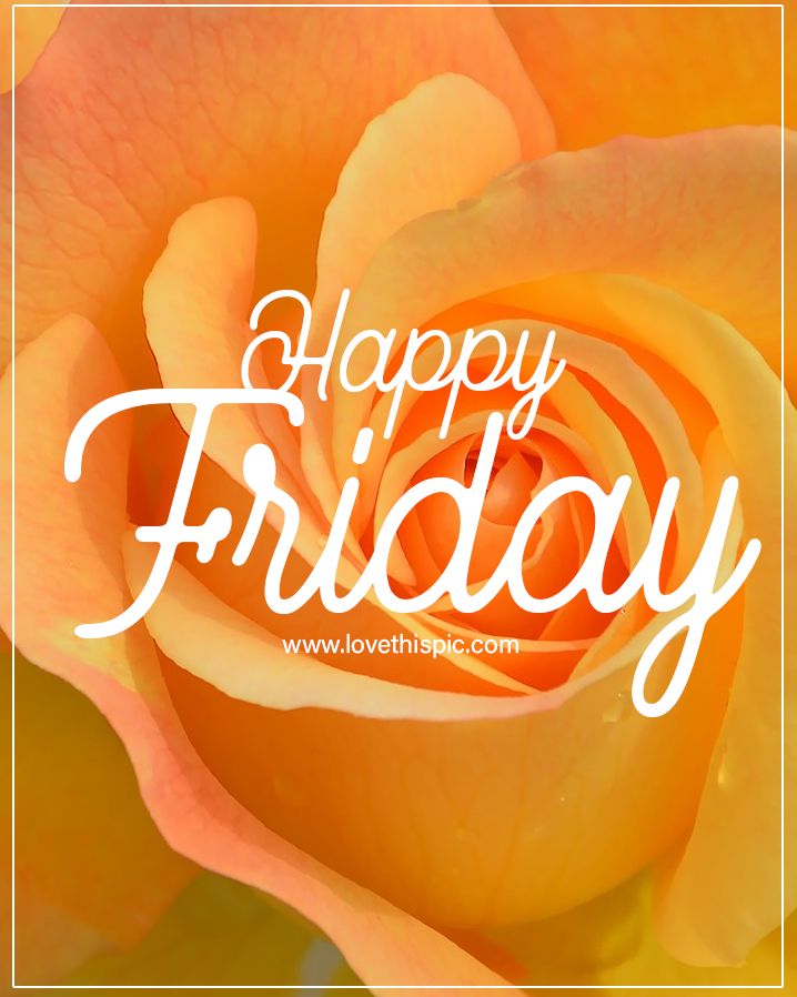 Close Up Of Orange Rose - Happy Friday Pictures, Photos, and Images for ...