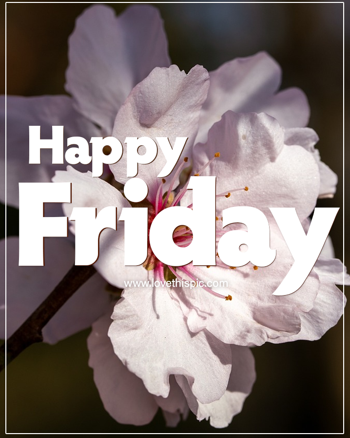 Cherry Blossom Happy Friday Greeting Pictures, Photos, and Images for ...