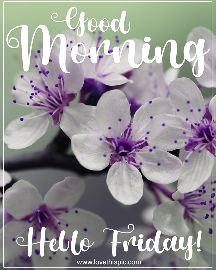 Hello Friday, Good Morning (with White And Purple Blossoms) Pictures ...