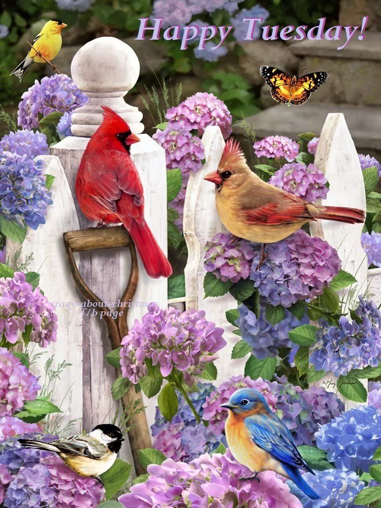 Beautiful Flowers And Birds - Happy Tuesday! Pictures, Photos, and ...