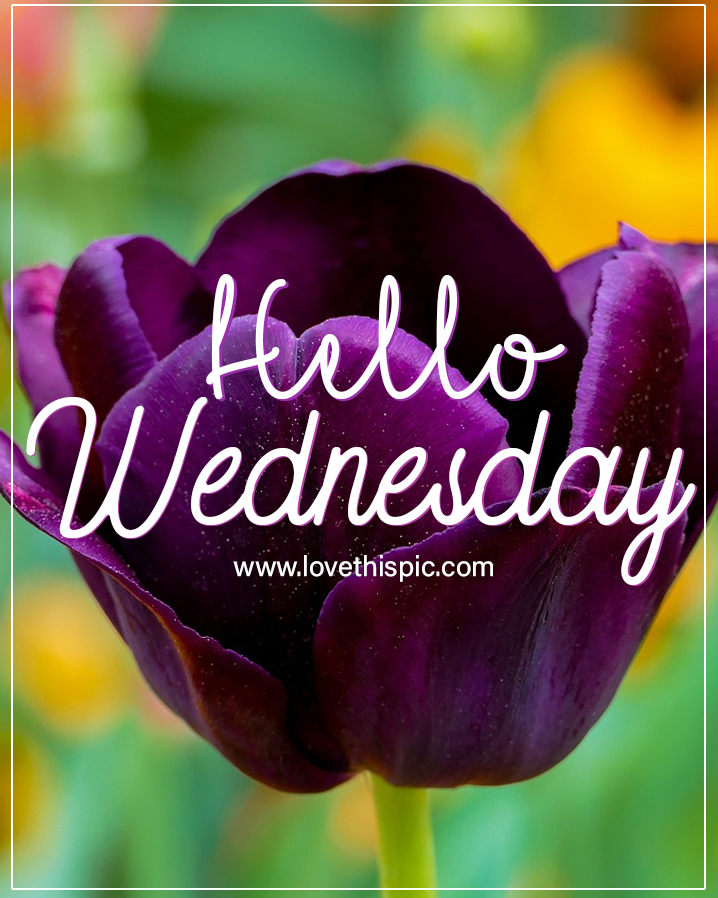 Purple Tulip - Hello Wednesday Quote Pictures, Photos, and Images for ...