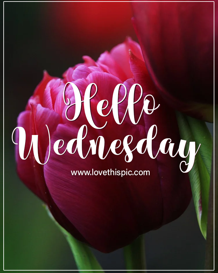 Pink Tulip - Hello Wednesday Pictures, Photos, and Images for Facebook ...