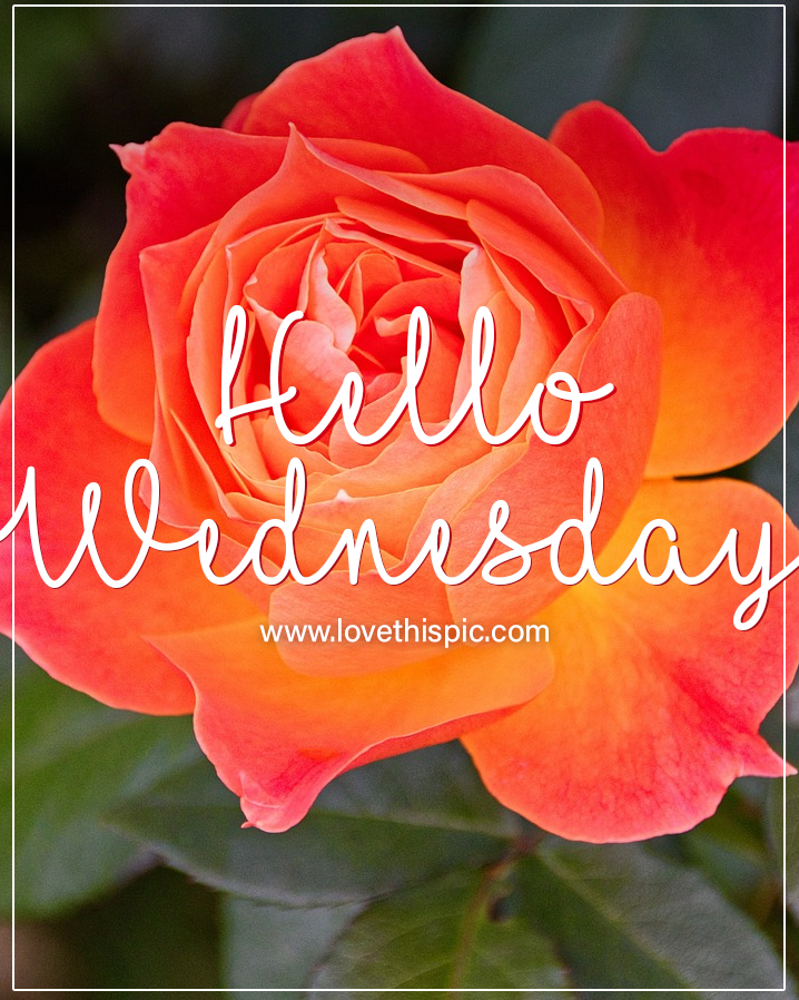Orange Rose - Hello Wednesday Wishes Pictures, Photos, and Images for ...