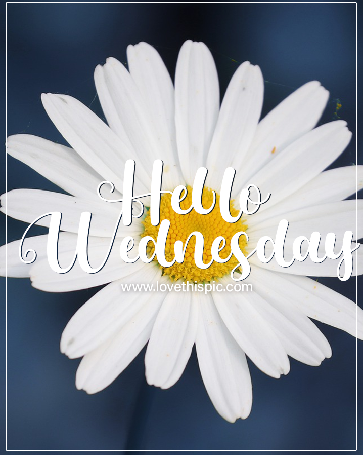 Hello Wednesday With Daisy Pictures, Photos, and Images for Facebook ...