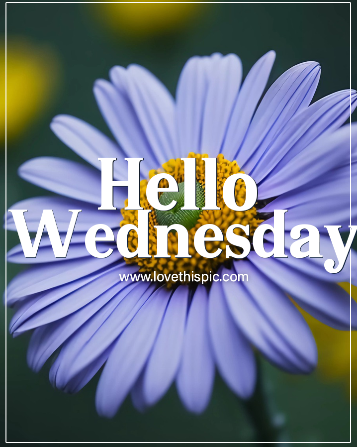 Purple Daisy - Hello Wednesday Pictures, Photos, and Images for ...