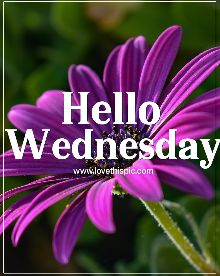 Beautiful Purple Daisy - Hello Wednesday Pictures, Photos, and Images ...