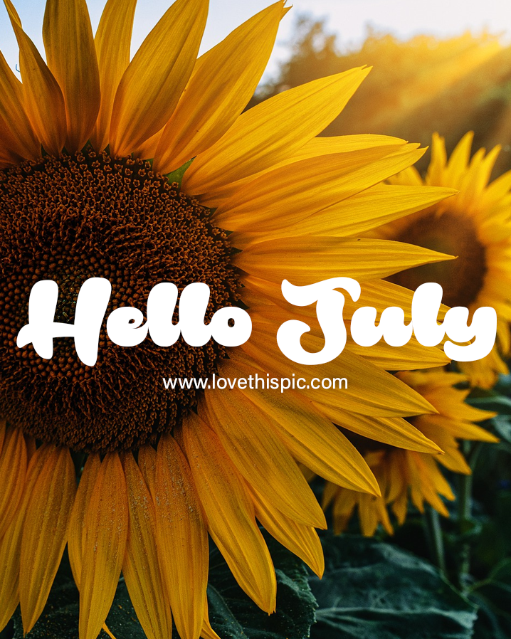 Hello July Sunflowers Pictures, Photos, and Images for Facebook, Tumblr ...
