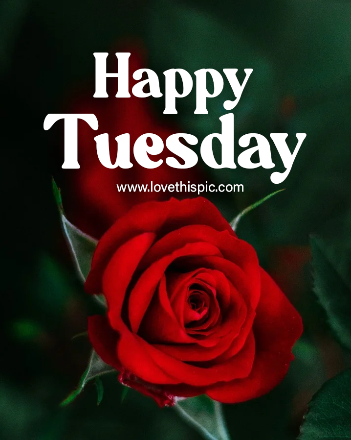 Happy Tuesday With Beautiful Red Rose Pictures, Photos, and Images for ...