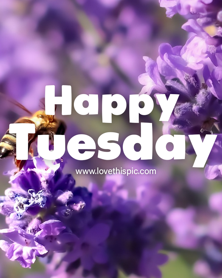 Bee On Lavender Flowers - Happy Tuesday Pictures, Photos, and Images ...