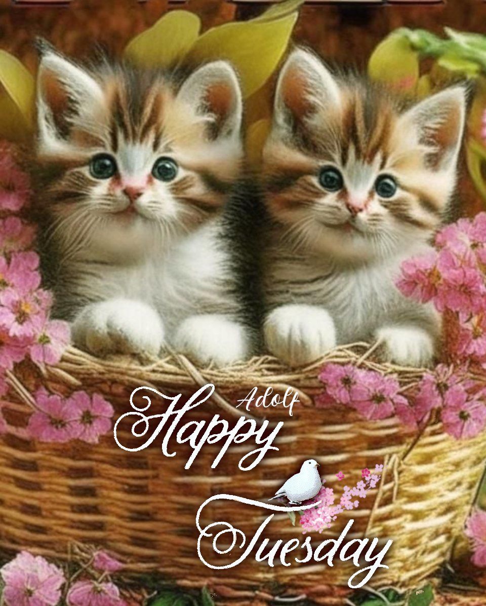 Twin Kitties - Happy Tuesday Pictures, Photos, and Images for Facebook ...