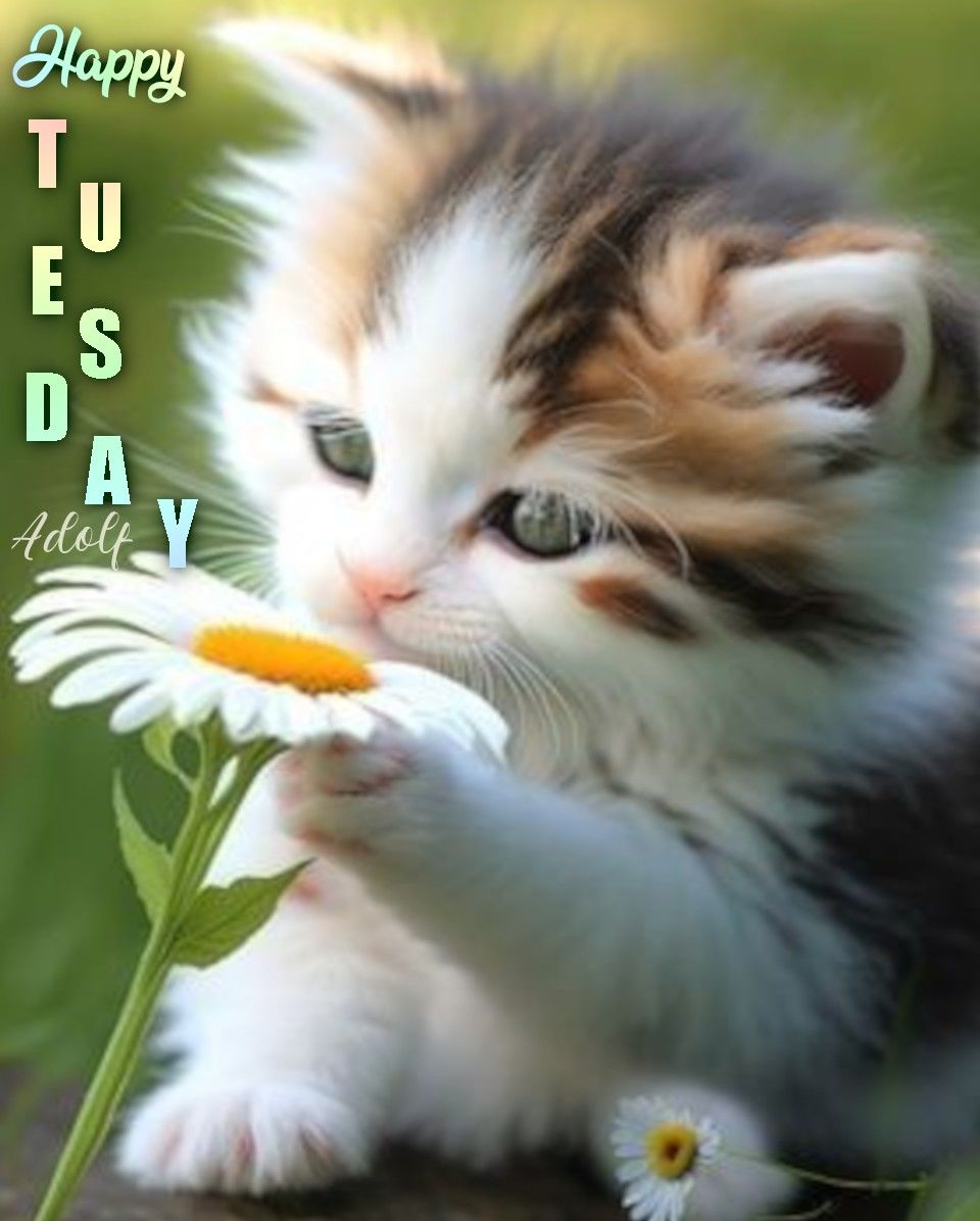 Cat Smelling Daisy - Happy Tuesday Pictures, Photos, and Images for ...