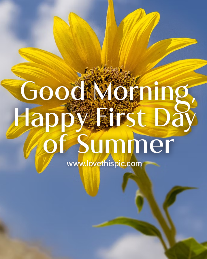 Single Sunflower - Good Morning, Happy First Day Of Summer Pictures ...