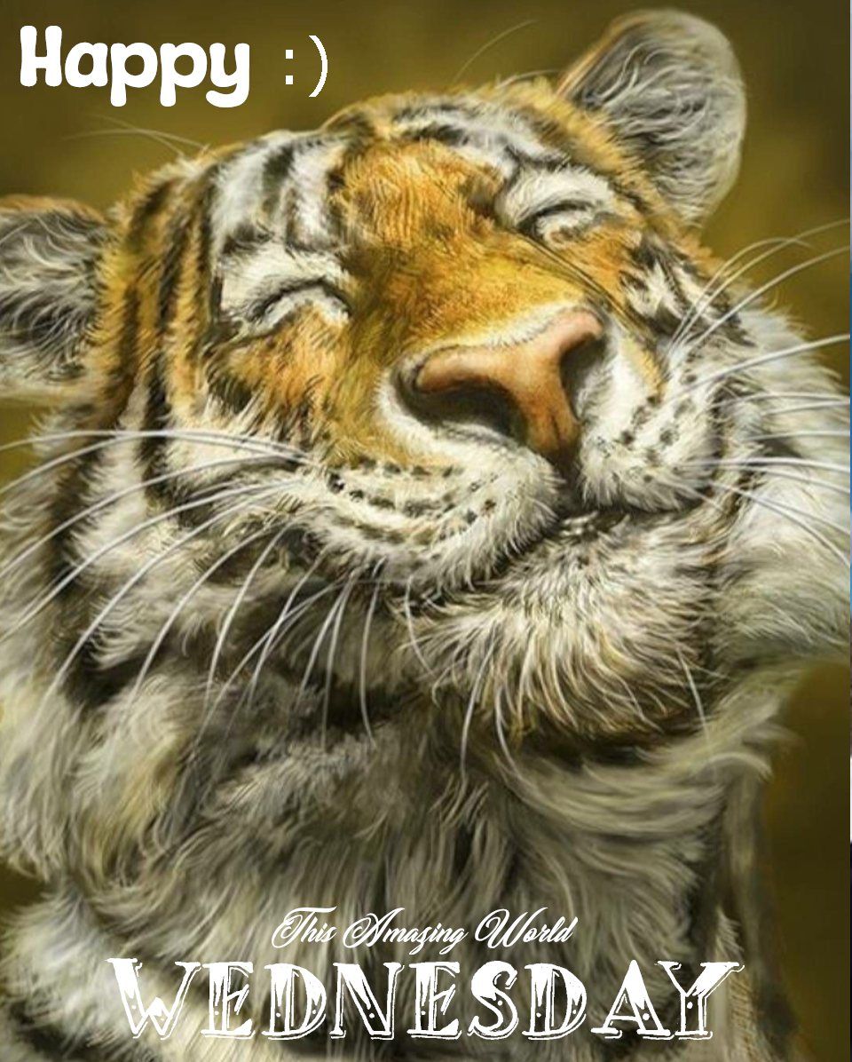 Smiling Tiger - Happy Wednesday Pictures, Photos, and Images for Facebook, Tumblr, Pinterest ...