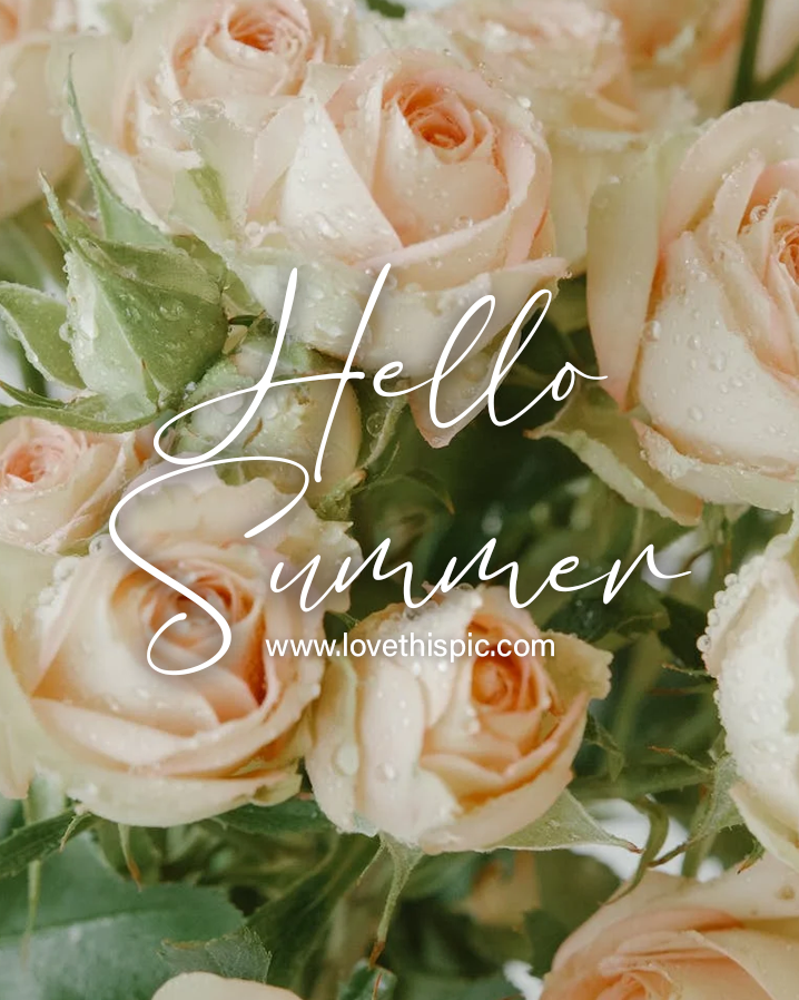 Blooming Rose - Hello Summer Pictures, Photos, and Images for Facebook, Tumblr, Pinterest, and ...