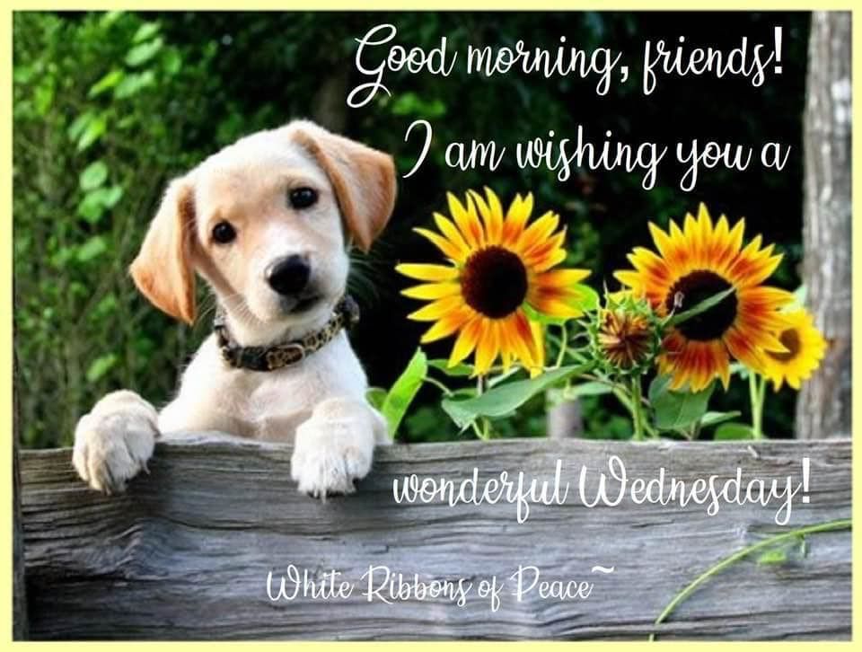 Good Morning, Friends! I Am Wishing You A Wonderful Wednesday! Pictures ...
