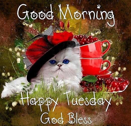 Fancy Kitty - Good Morning Happy Tuesday Pictures, Photos, and Images ...