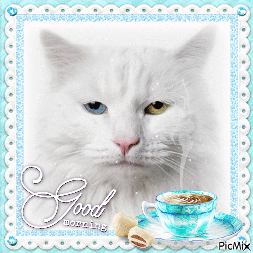 Good Morning Cat Gif