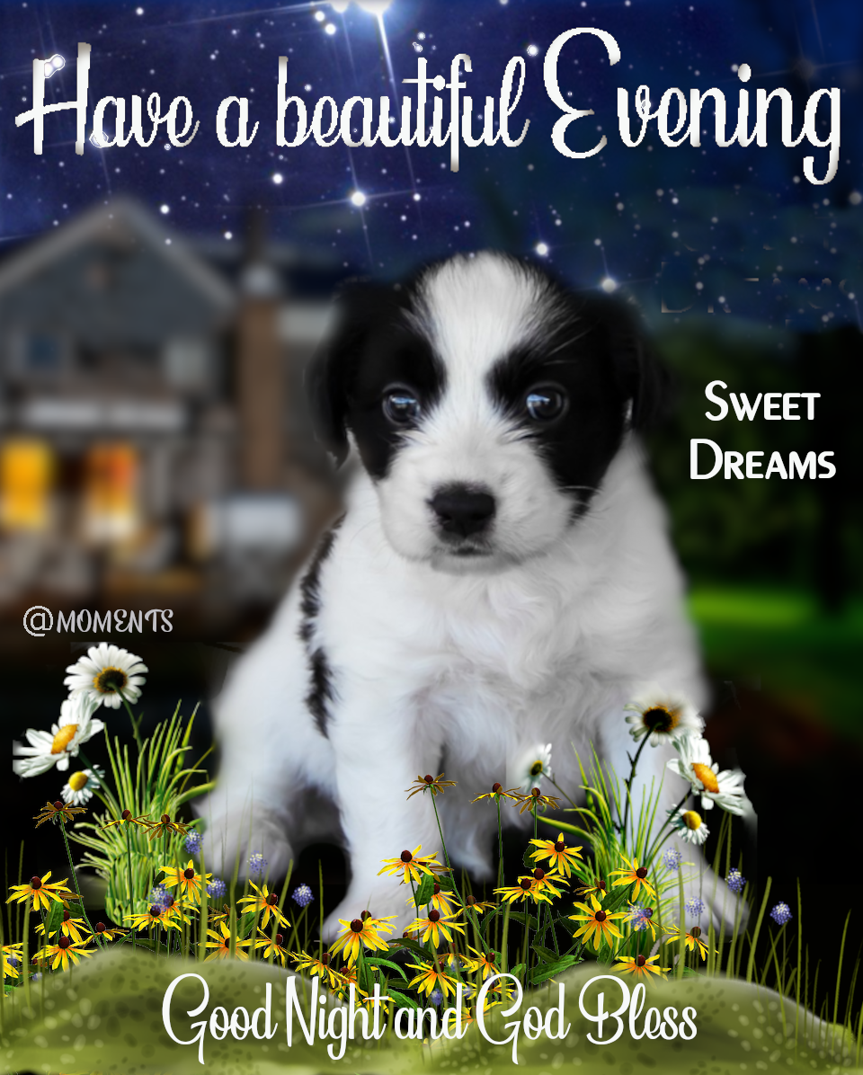 Sweet Puppy Beautiful Evening Greeting Pictures, Photos, and Images for ...