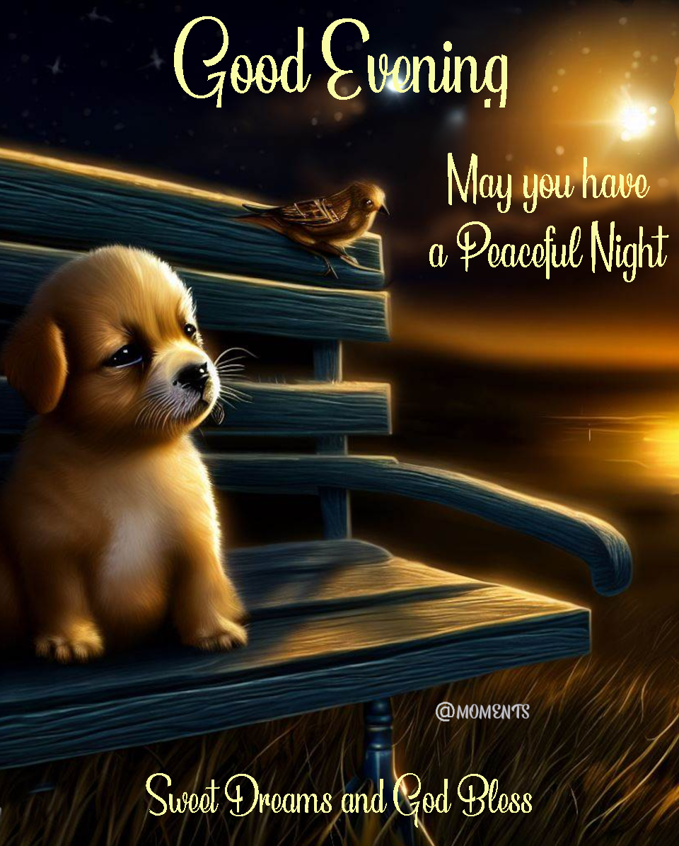 Puppy And Bird Good Evening Wish For A Peaceful Night Pictures, Photos ...