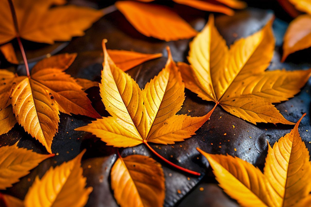 Perfect Maple Leaves Pictures, Photos, and Images for Facebook, Tumblr ...
