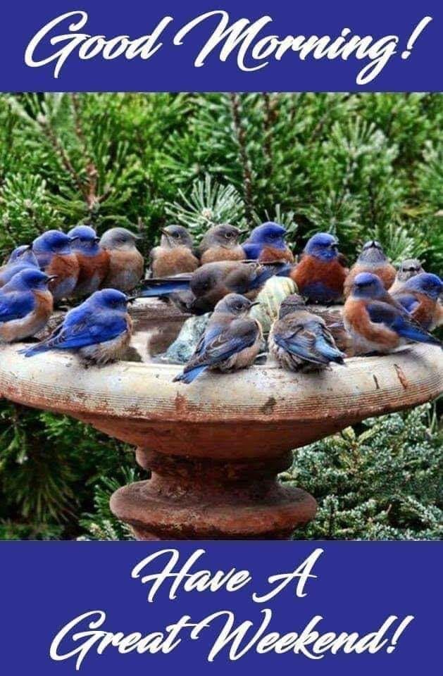 Good Morning, Have A Great Weekend! Pictures, Photos, and Images for ...