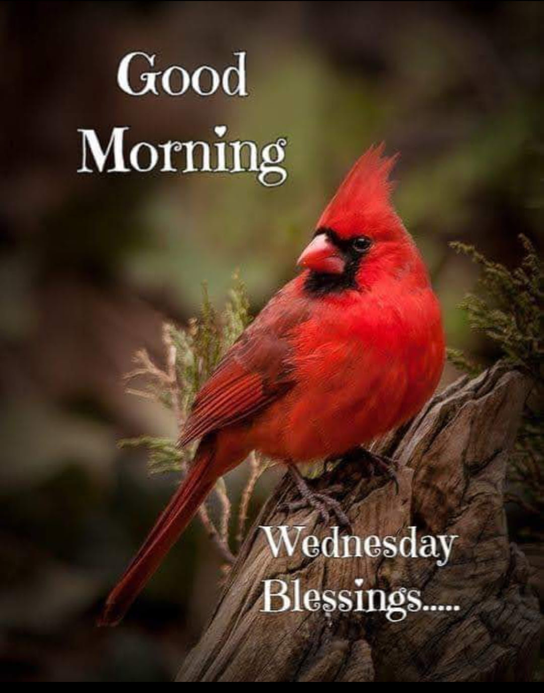 Red Cardinal - Good Morning, Wednesday Blessings... Pictures, Photos ...