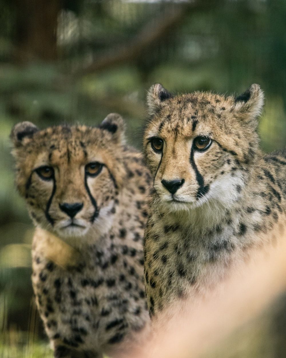 Twin Cheetahs Pictures, Photos, and Images for Facebook, Tumblr ...