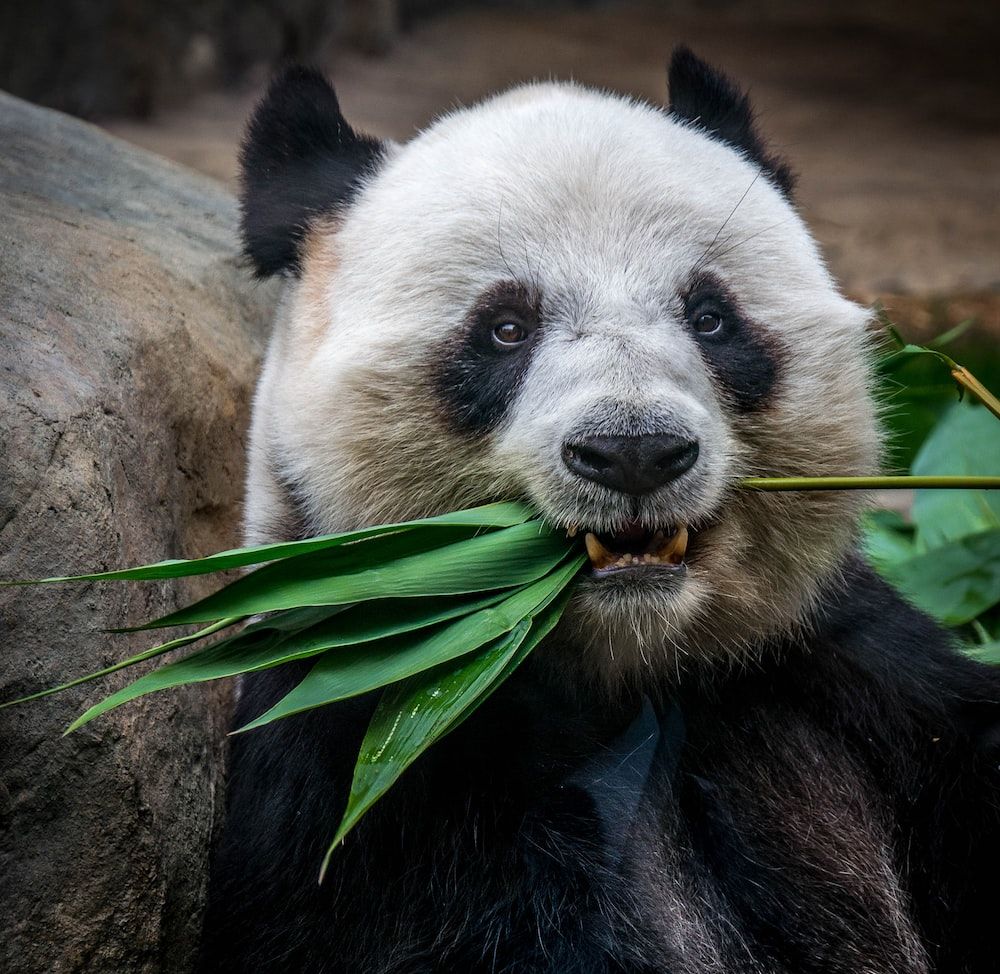 Panda Eating Plant Pictures, Photos, and Images for Facebook, Tumblr ...