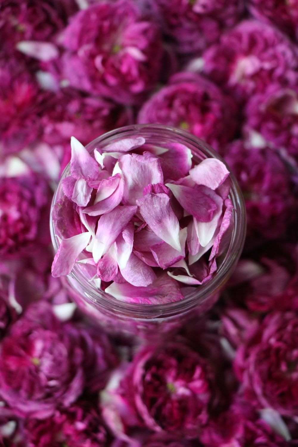 Beautiful Rose Petals Pictures, Photos, and Images for Facebook, Tumblr ...