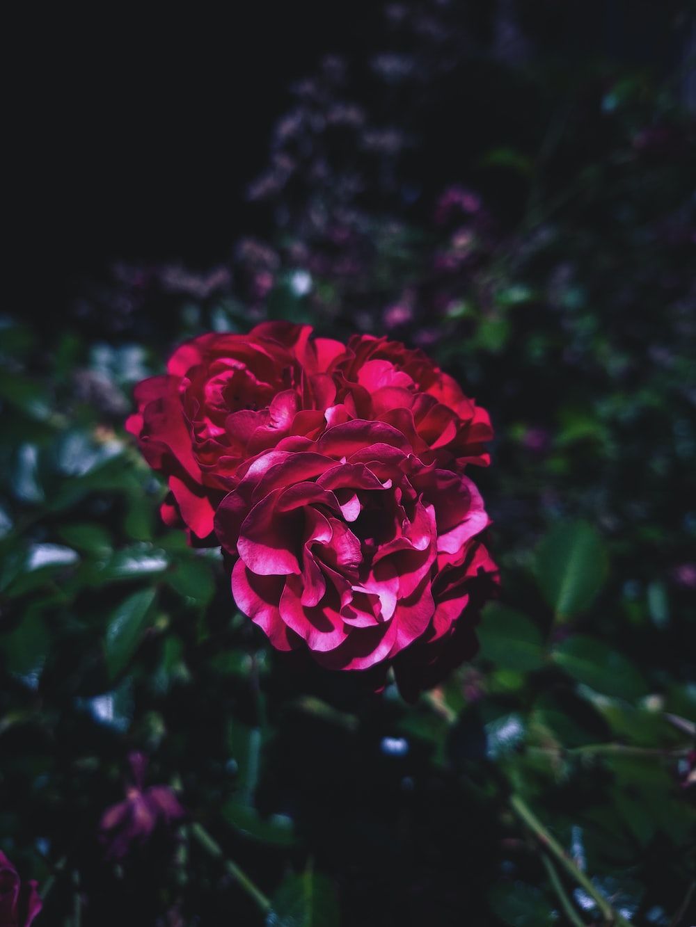 Gorgeous Red Peony Pictures, Photos, and Images for Facebook, Tumblr ...